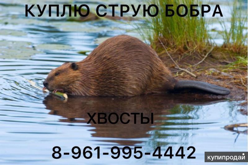 Куплю струю бобра в Бийске