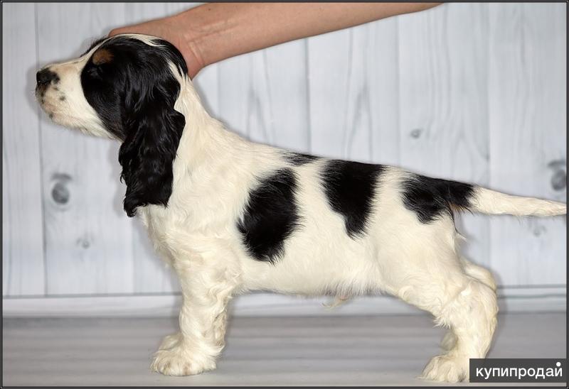 Английский кокер Спаниель в Санкт-Петербурге