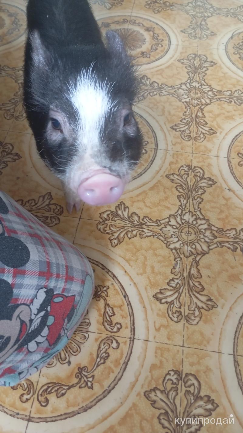 Минипиг в Москве