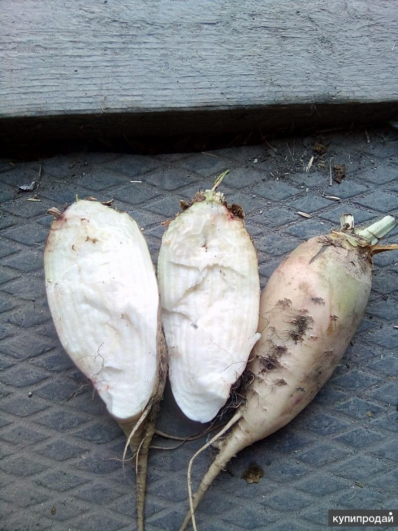 Кормовая свекла в Краснодаре