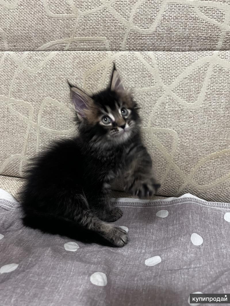 Котята мейн куна в Москве